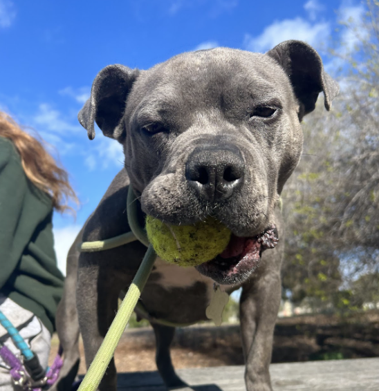 The stories of dogs at Milo Foundation - The Tam News